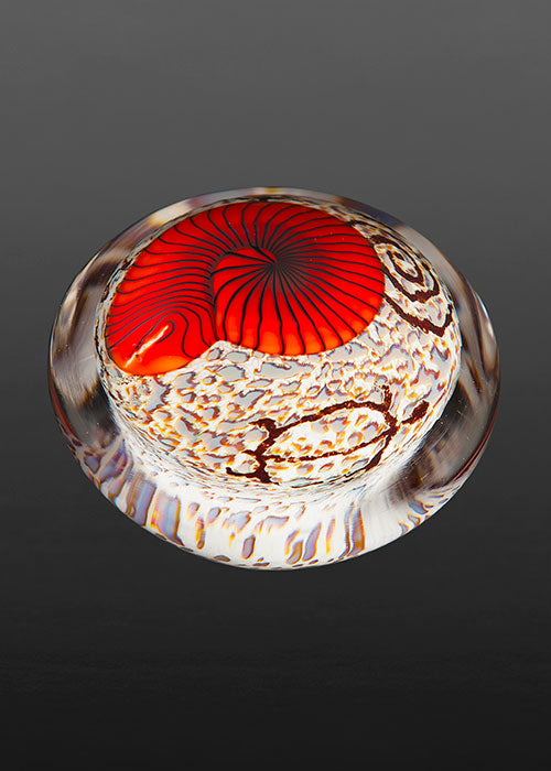 Nautilus Paperweights – Satava Art Glass